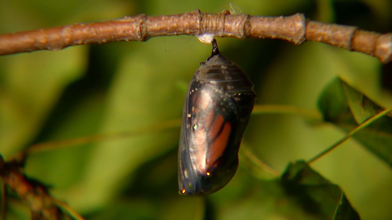 Butterfly growth stages - YouTube