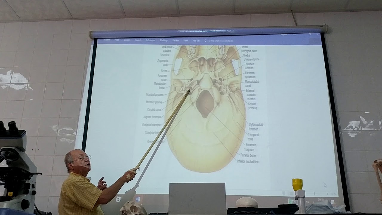 Anatomy of head & neck 10 ( Skull , part 10 , norma basalis externa ...