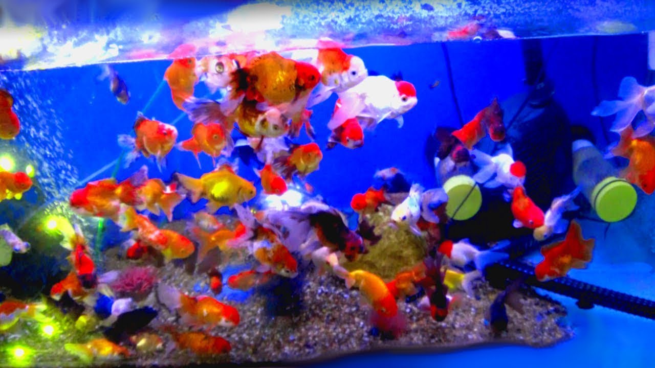 CRAZY GOLDFISH FOR MY PLANTED AQUARIUM! THE NEW O’RANCHU CREW || MD FISH TANKS - YouTube