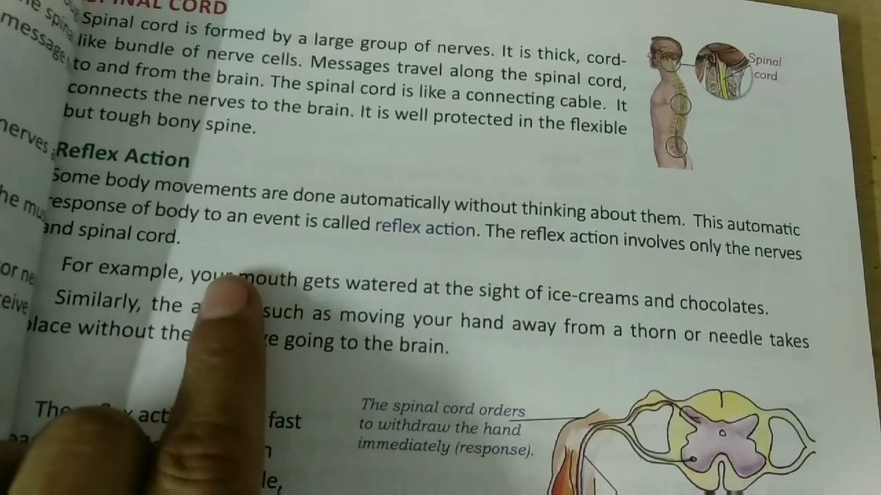 Class 5 th chapter -4 nervous system part -2 - YouTube