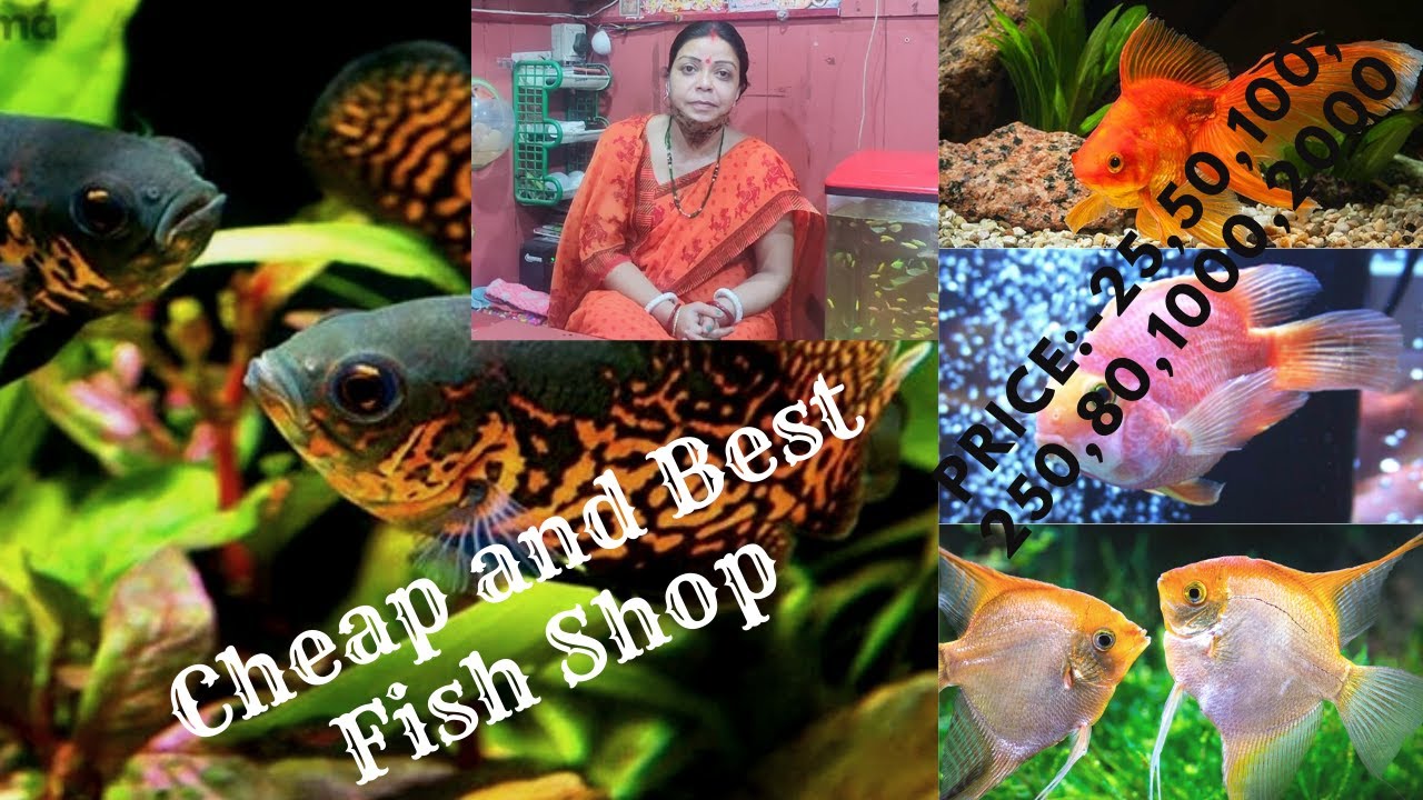Cheap and Best Fish Shop in Patna , (Machuatoli Patna)| Fish Aquarium ...