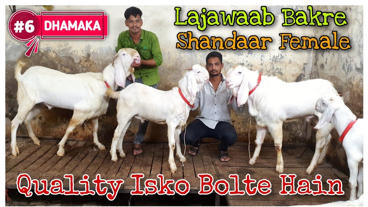Lajawaab Patira Bakre Aur Shandaar Female Goats | Patira Goat Arish ...