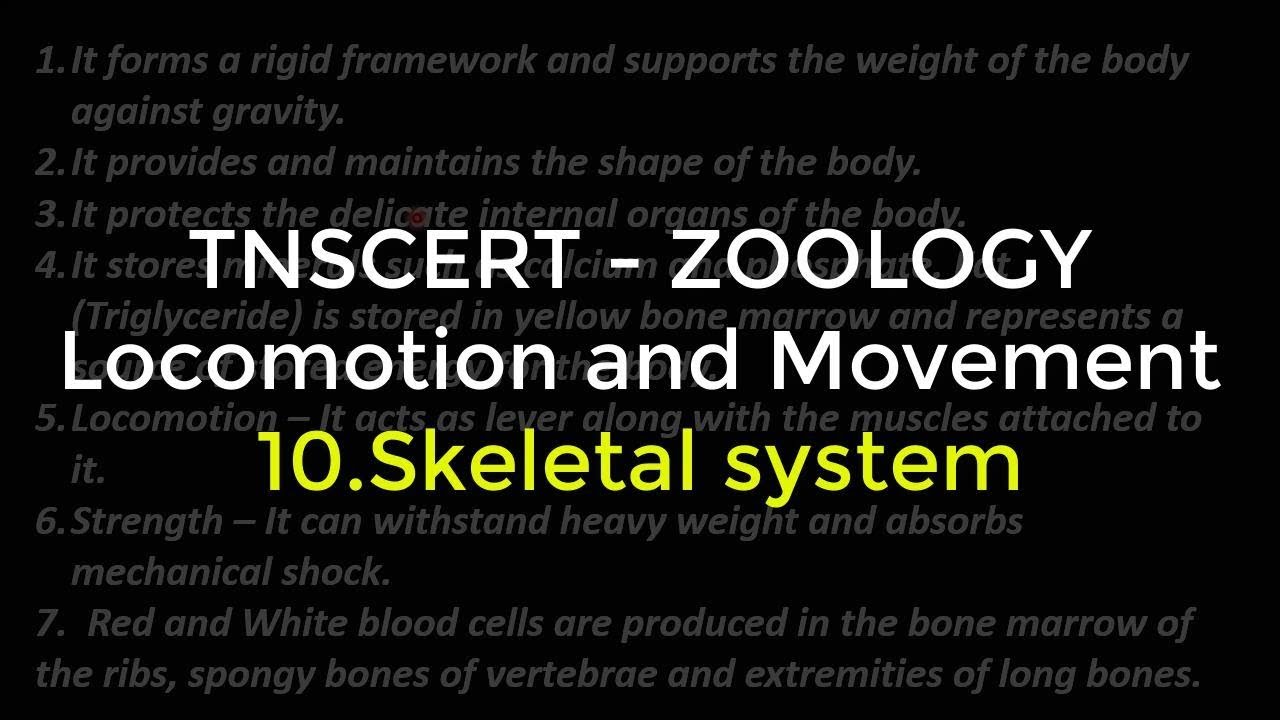 10.Zoology | Locomotion and Movement | Skeletal system - YouTube