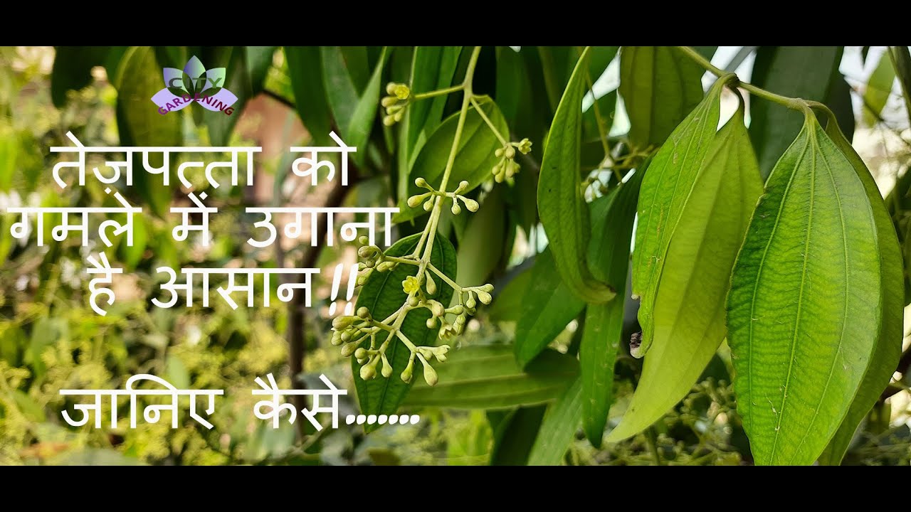 How to grow Bay Leaf/ Tej Patta in a pot? Add this herb/ spice plant to ...