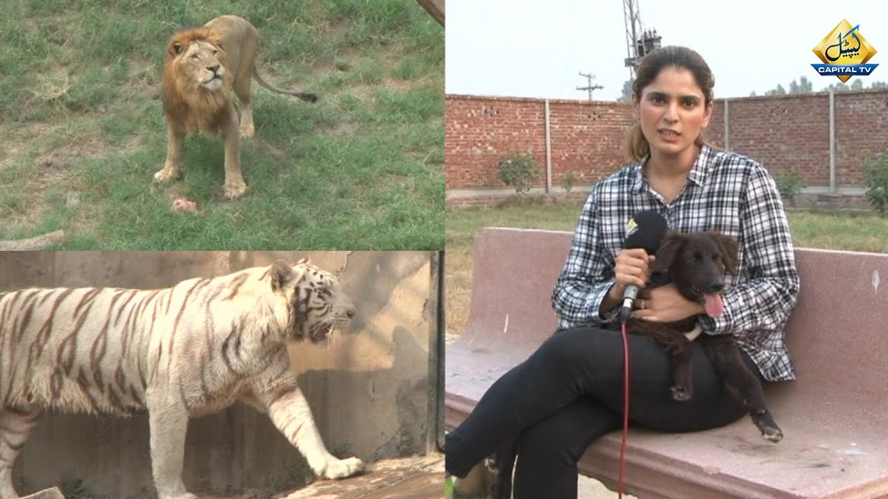 From the Jungle to the Cage | Growing trend to Keep Wild Animals as ...