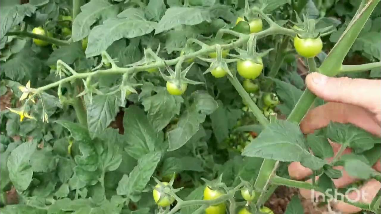 томат черри Океан - обзор сорта - YouTube