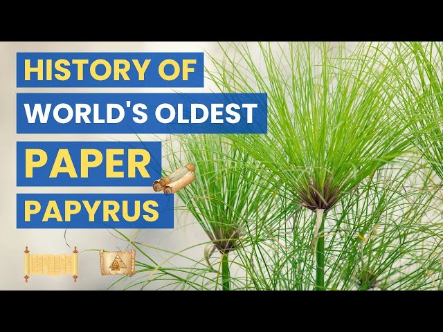 Papyrus Definition World History Egyptian Papyrus Ancient Egyptian