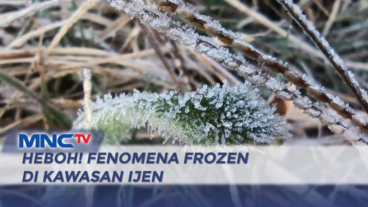 Heboh! Fenomena Embun Salju Akibat Suhu Dingin Bikin Kawasan Ijen ...