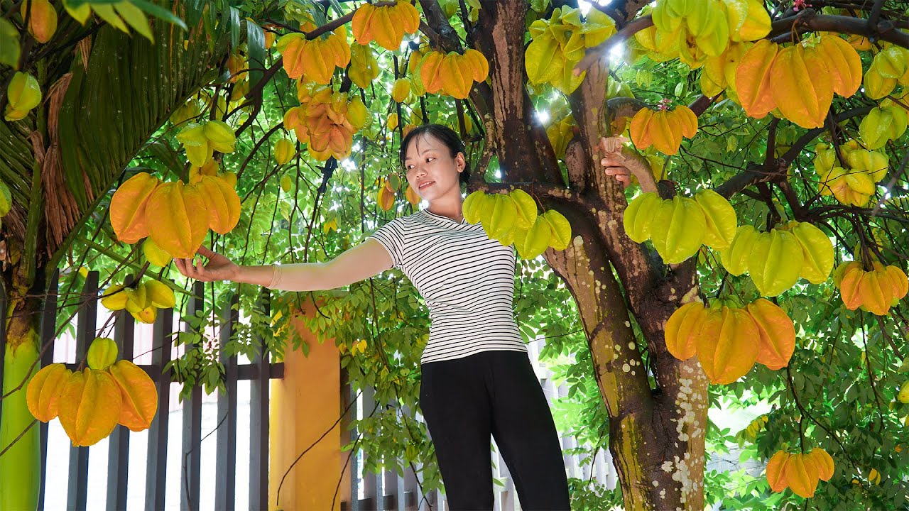Green Life - Harvesting Sour star fruit Go to the Market to Sell ...