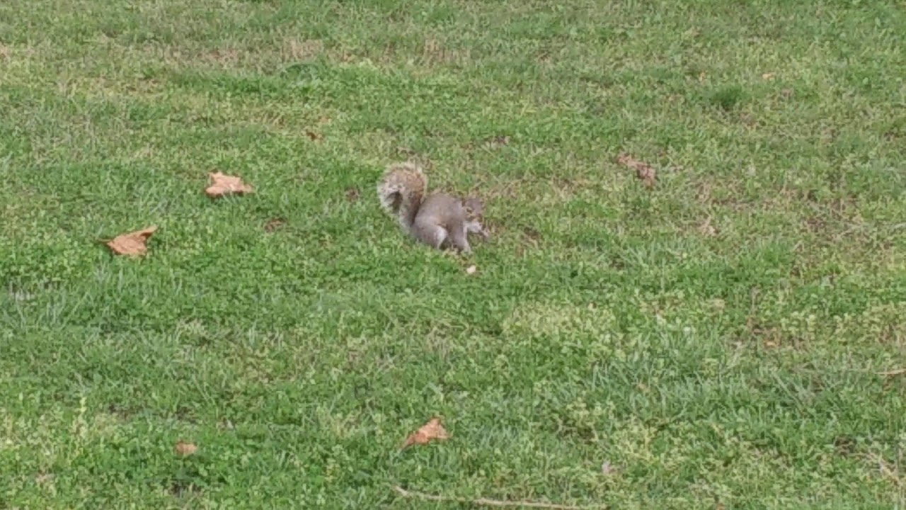 Hey Squirrel!! - YouTube