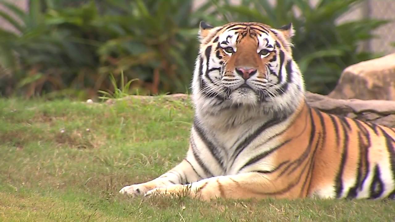 Mike the Tiger Feature for CST's LSU GameDay Live (Nov 2014) - YouTube