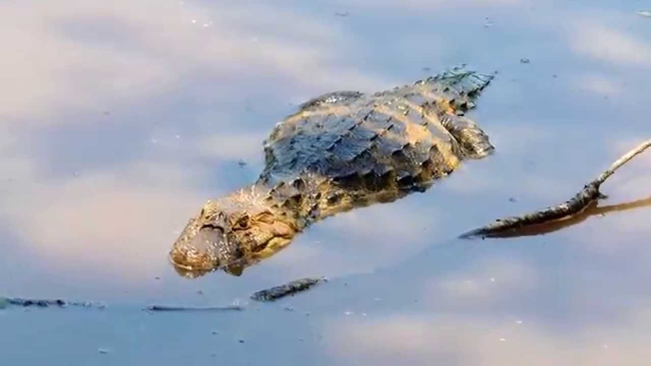 BROAD-SNOUTED CAIMAN (CAIMAN LATIROSTRIS), JACARÉ-DE-PAPO-AMARELO ...