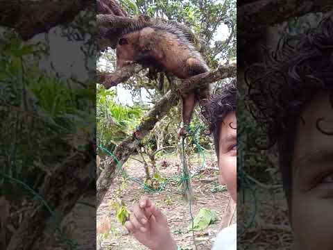 atrapé un ZORRILLO 🦊 robando Gallinas #shorts #parati #ecuador #tendencias