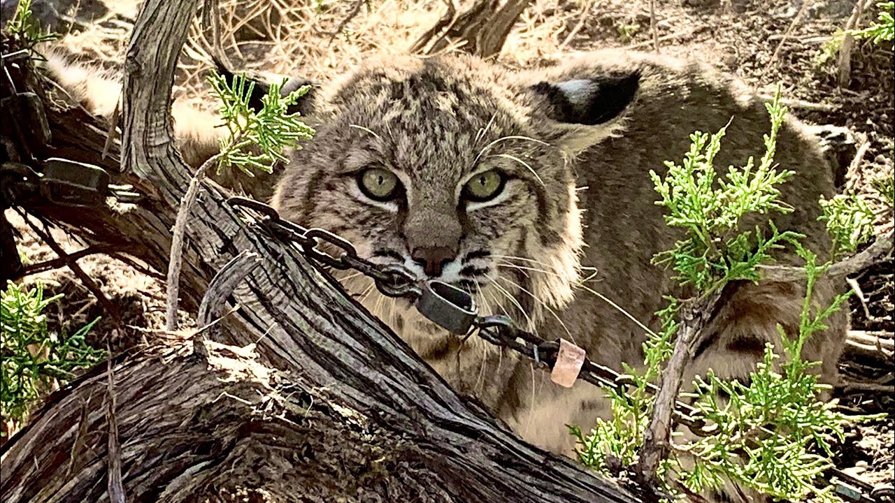 Western Bobcat and Coyote Trapping: Monster Tom Caught! 2019 - YouTube