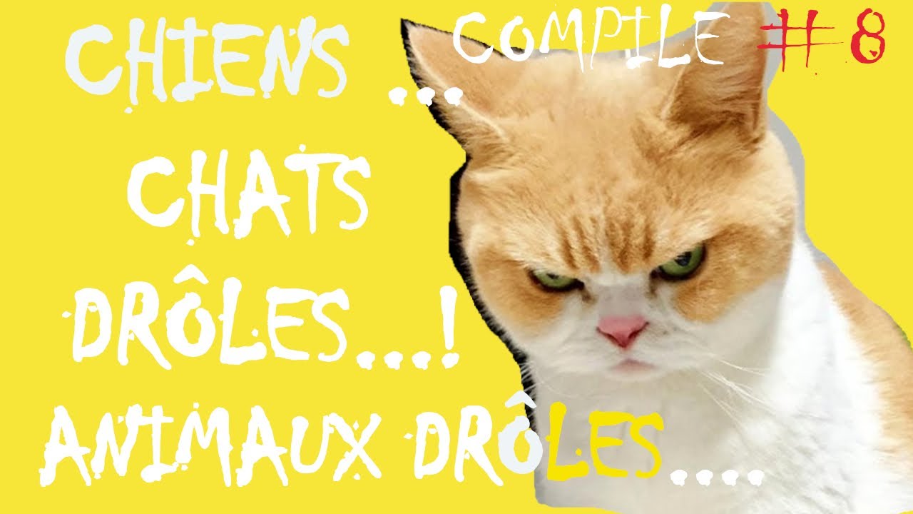 Réactions des chats trop drôles, fou rire garantie - YouTube