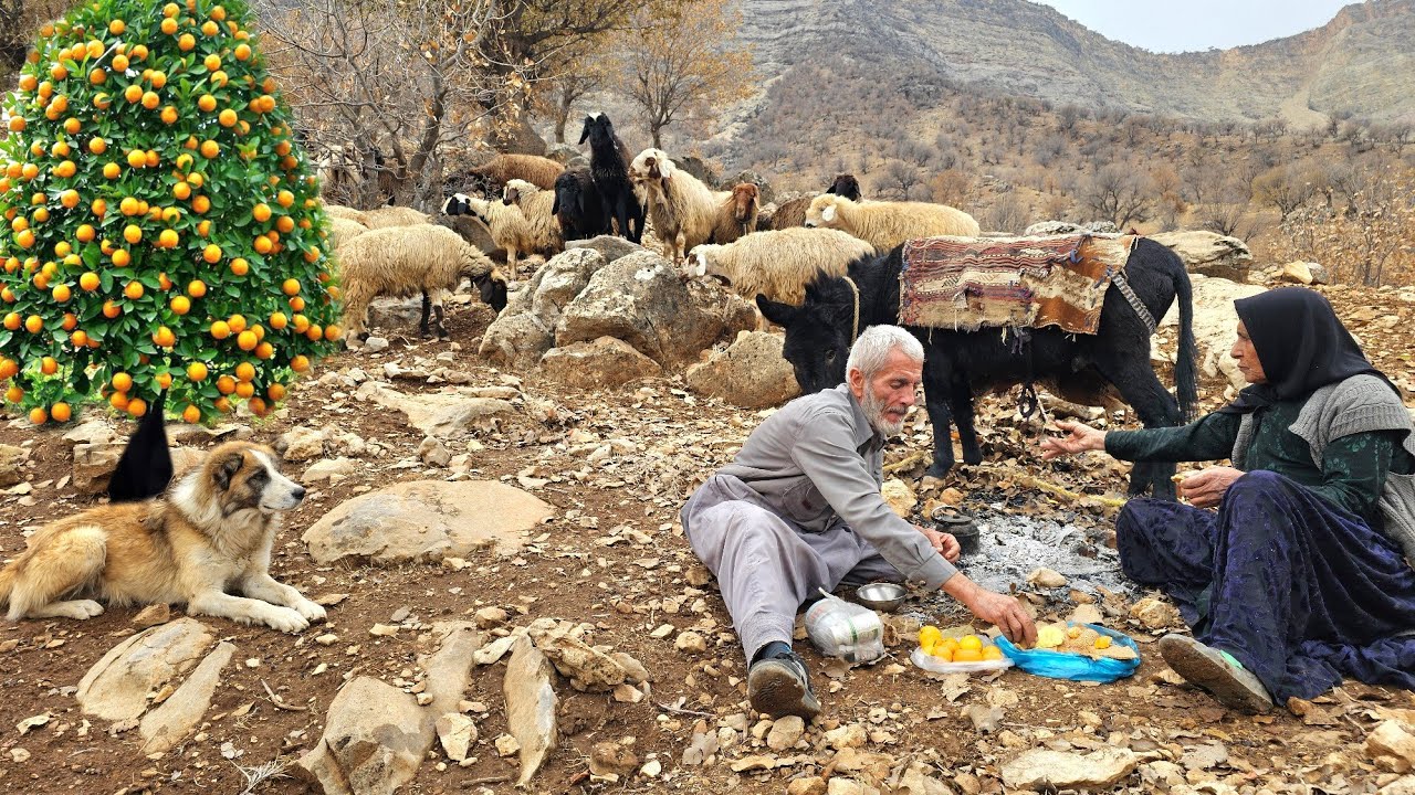 Real life of nomads | Harvesting wild tangerines and collecting ...
