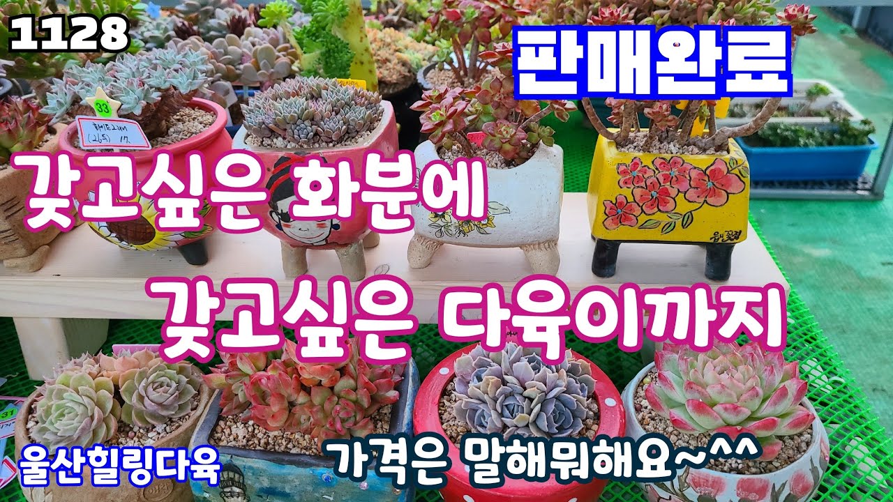 231128판매완료울산힐링다육 갖고싶은 화분 갖고싶은 다육들 러블리로즈 흑법사 눈꽃 상학 파스텔철화 펀퀸 레드플럼