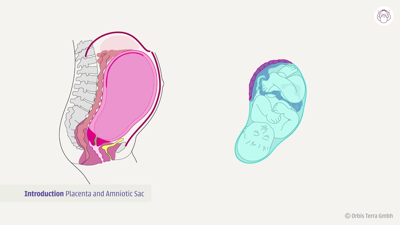 Trailer - Giving Birth Explained - About the Placenta, Amniotic Sac and ...