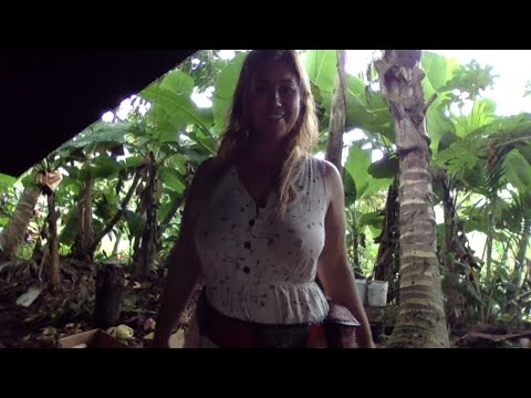 CATS AND COFFEE | LIVE FROM THE JUNGLE | HAWAII