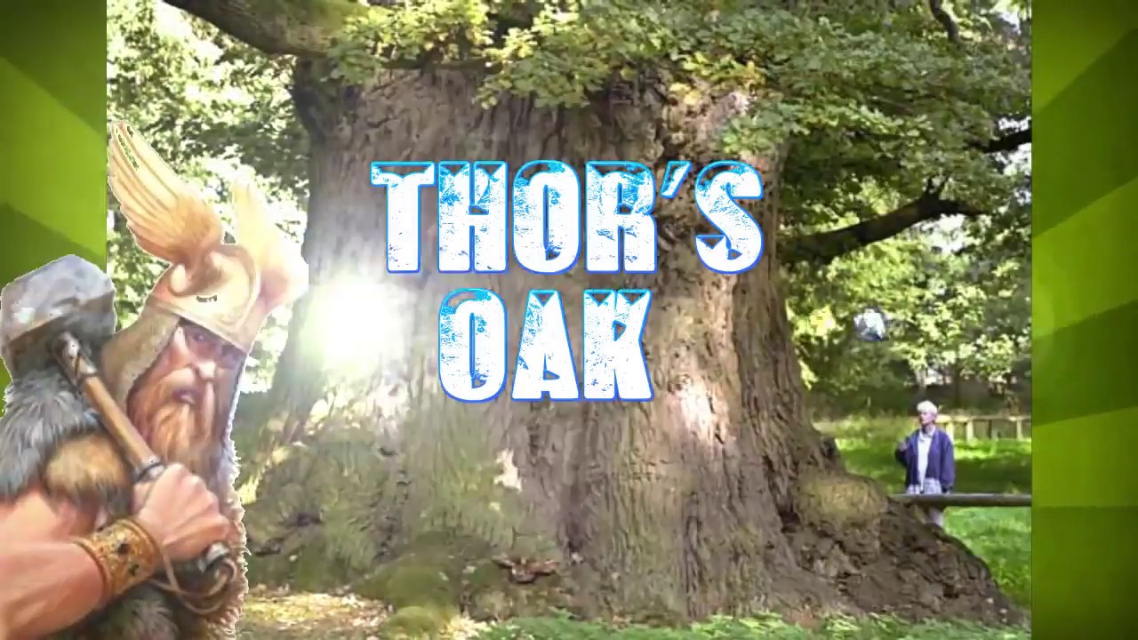 THE REASON There Are No Forests On Earth Pt 1 - YouTube