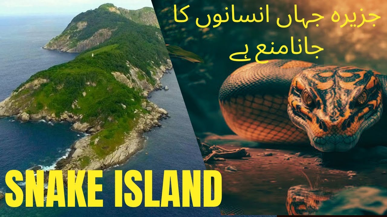Snake Island: Brazil Snake Island: Sampoo ka Jazeera: Jazera jahan ...