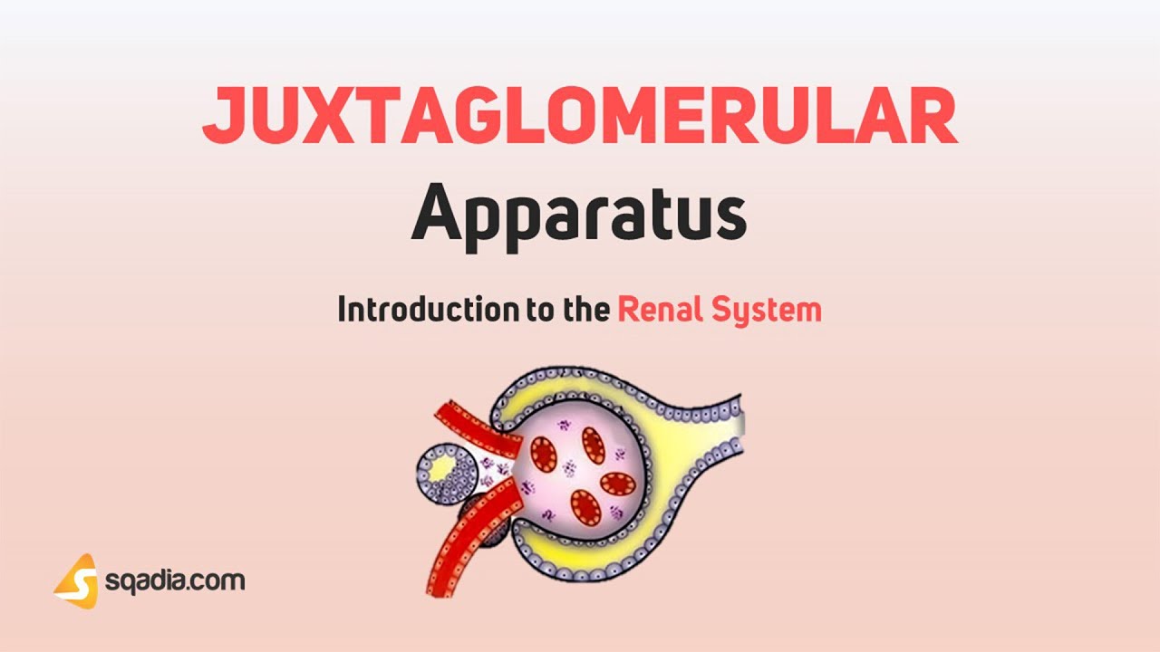 Introduction to the Renal System | Physiology of Kidney ...