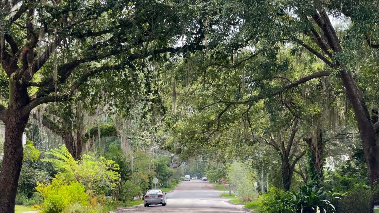 Gainesville Earns Tree City Designation - YouTube