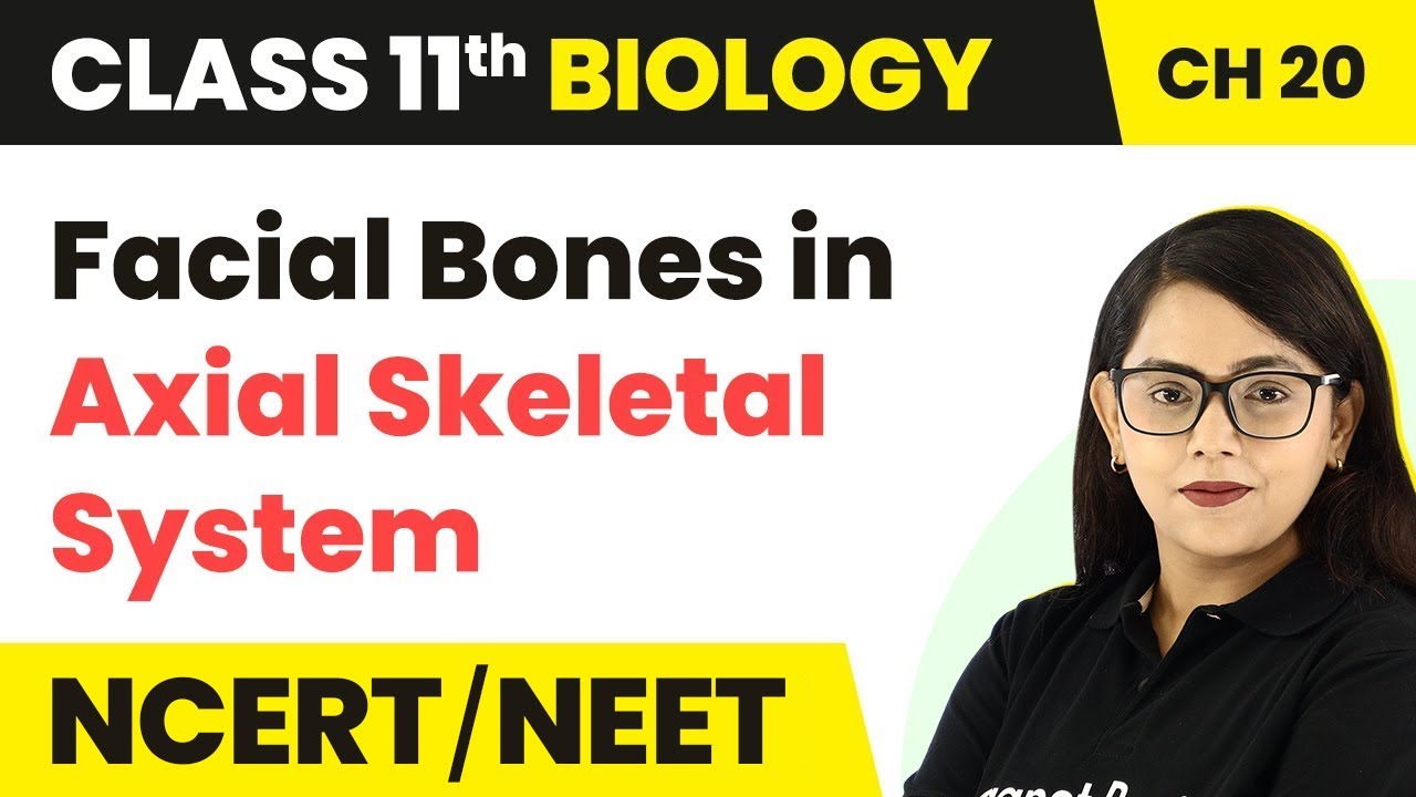 Facial Bones in Axial Skeletal System | Locomotion and Movement | Class ...