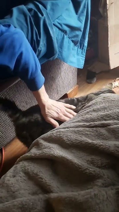 Fat Cat Jealous Cute Catshorts Catlover Funnycats Fatcats Kittty Kitty Shorts Catvideos