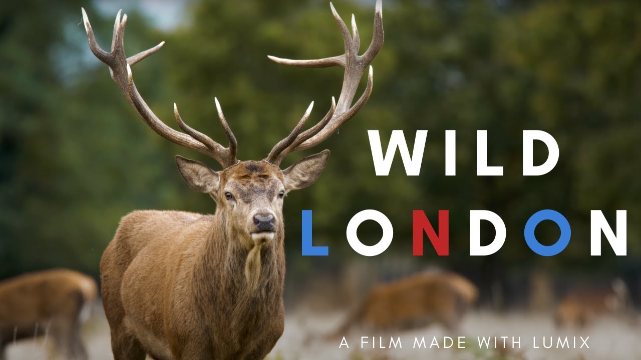 WILD LONDON: The Red Deer Rut in London's Royal Parks - YouTube