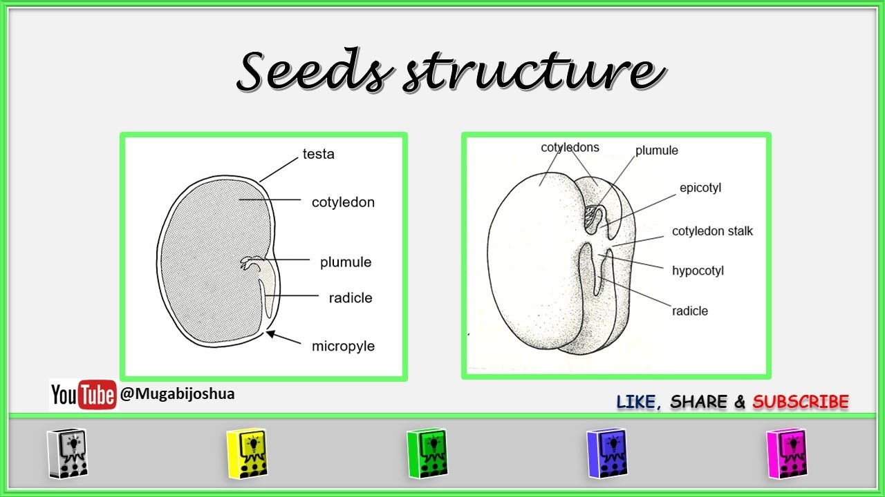Bean Seed External Structure