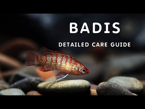 BADIS FISH DETAILED CARE GUIDE | A-Z GUIDE ON BADIS | - YouTube