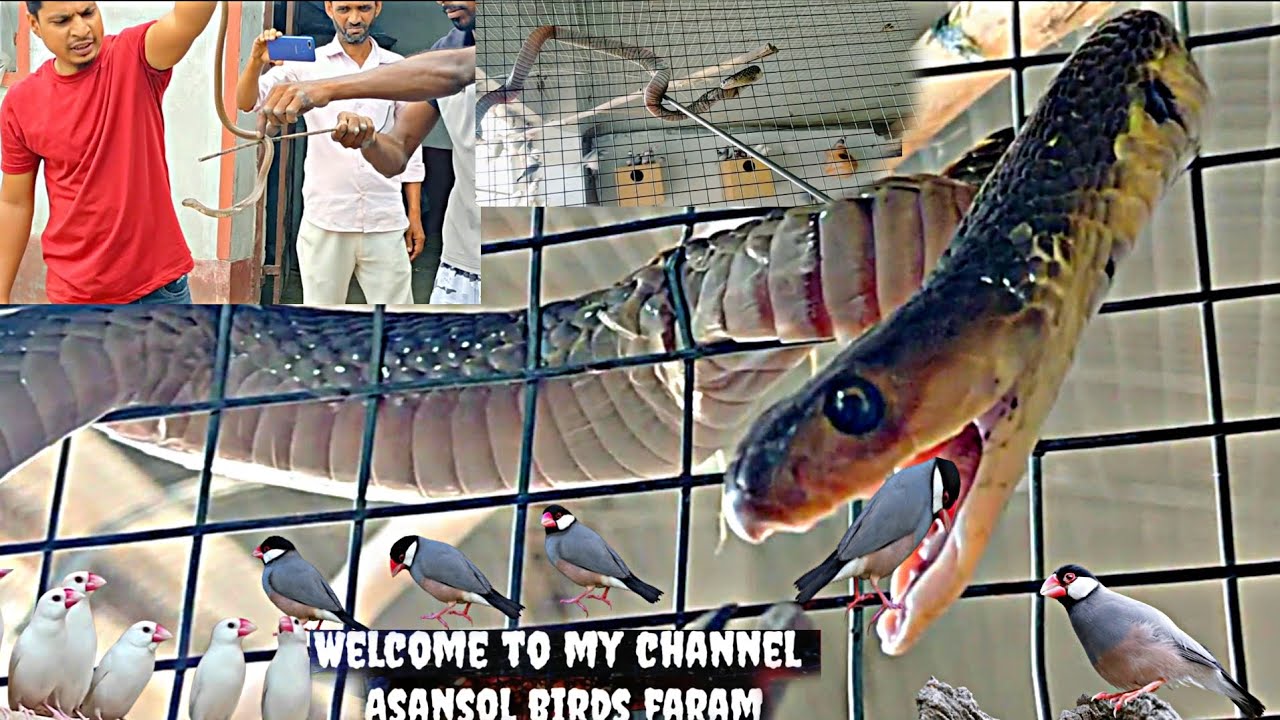 OMG🥹😮😮😦AJ mere Java birds k colony me sanp agya#snake birds#Asansol ...