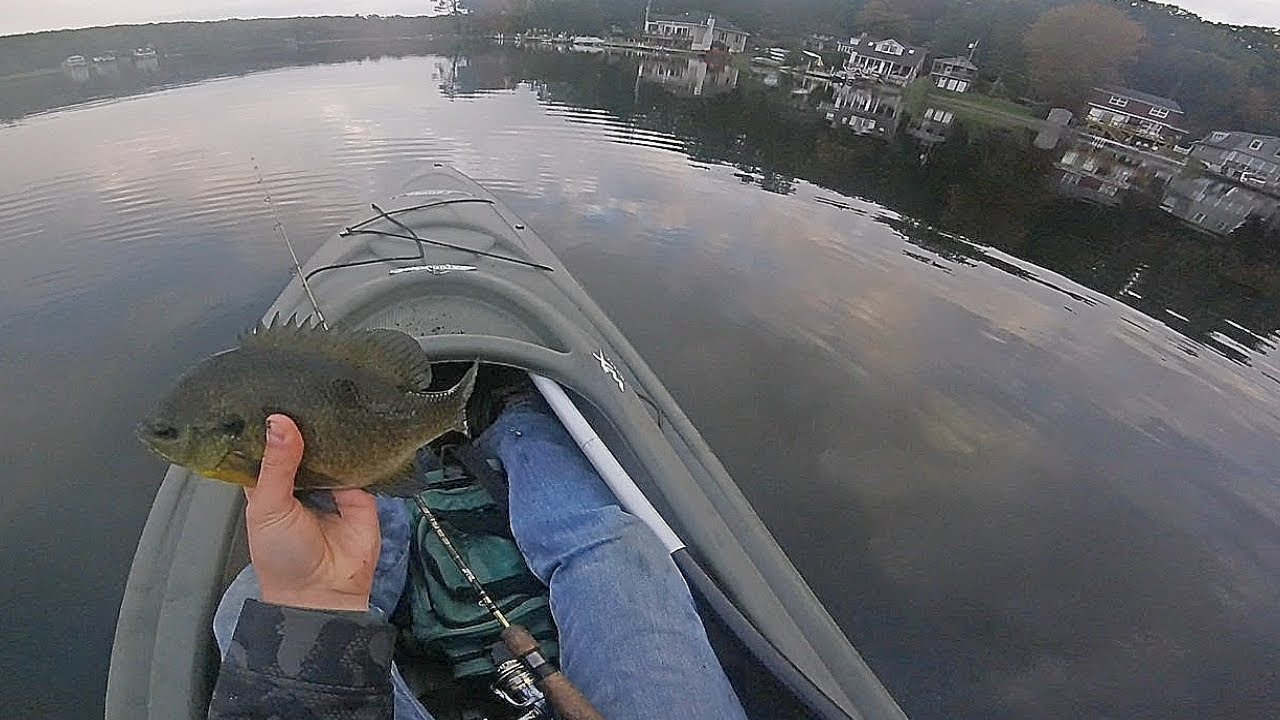 Using the Drop shot to catch NICE Panfish! | Fall Panfish Fishing ...