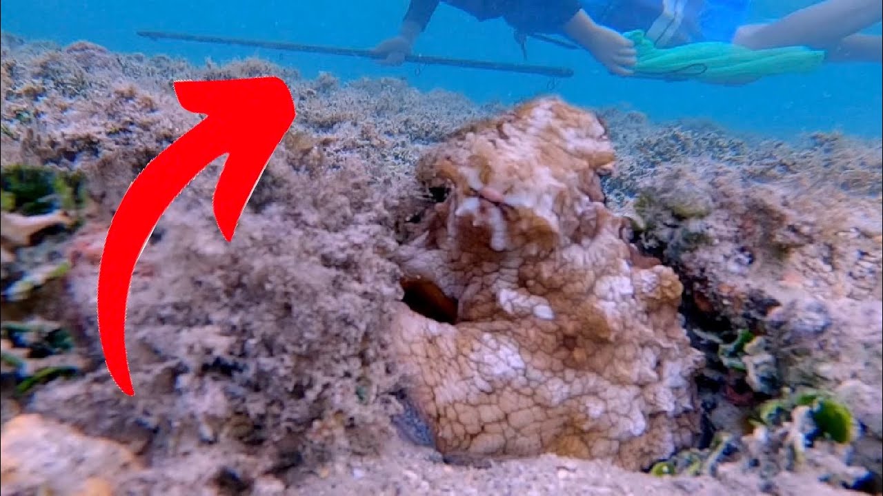 My NEW Tako Poking Stick | Tako Diving Hawaii - YouTube