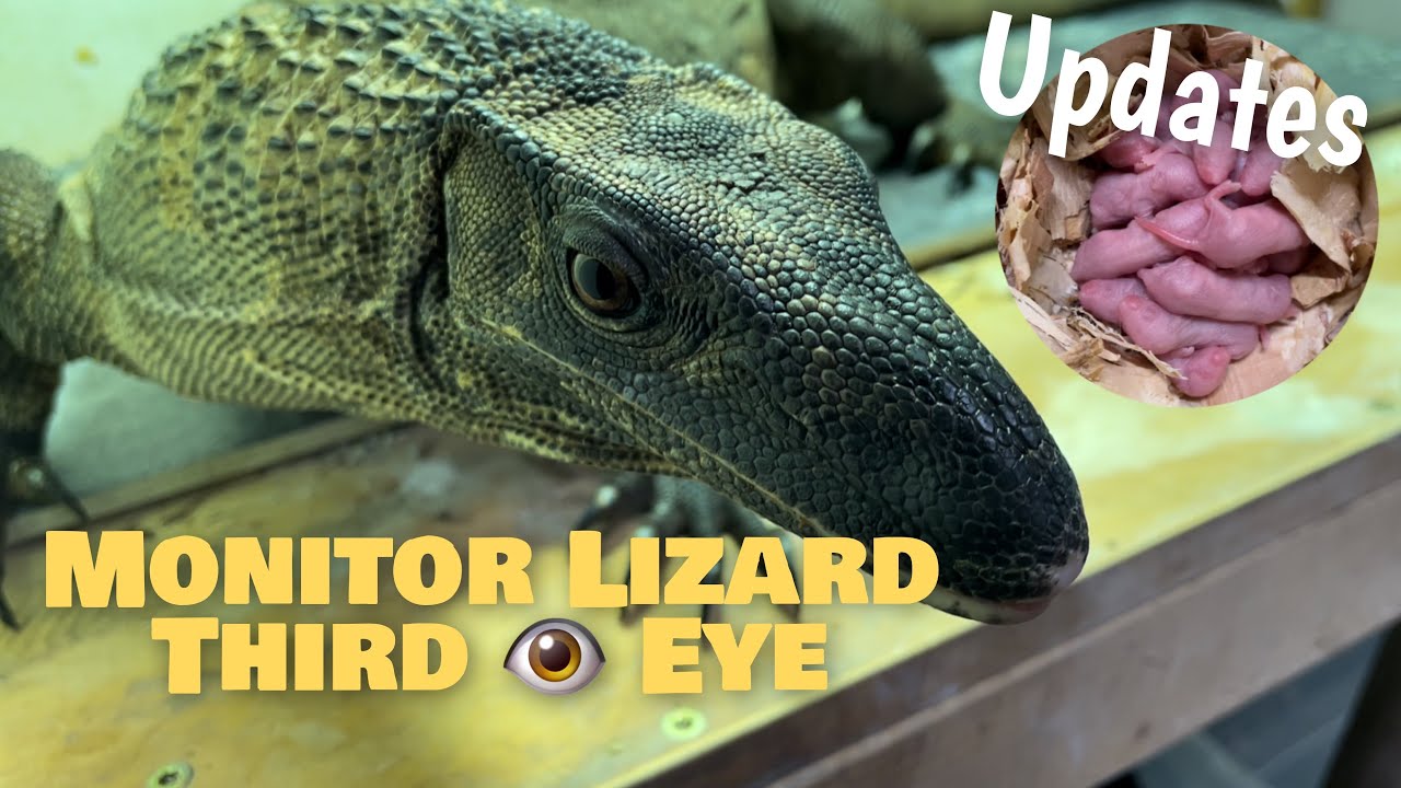 Komodo Dragon Third Eye