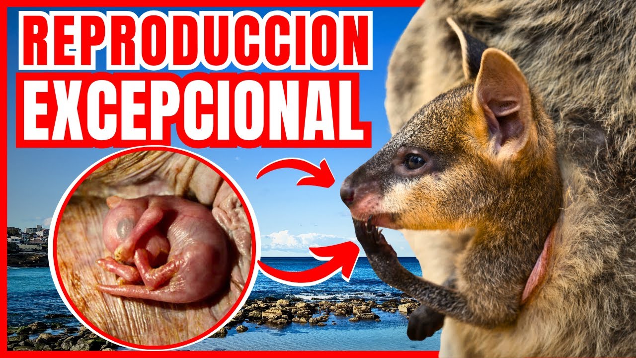 💥Reproducción CANGUROS al COMPLETO 2024: Competencia machos ...