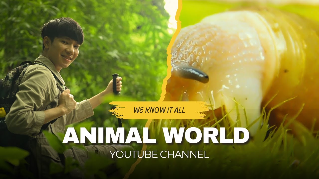 Animal world YouTube channel || nature sound | #weknowitall #trending # ...