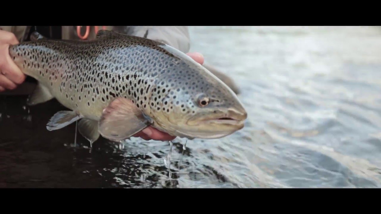 Guideline FARIO WF floating fly line - YouTube