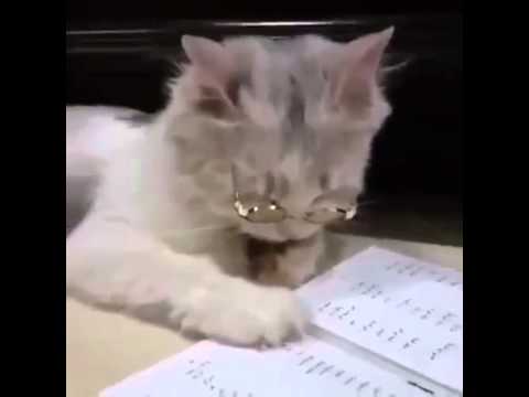 Cat studying - YouTube