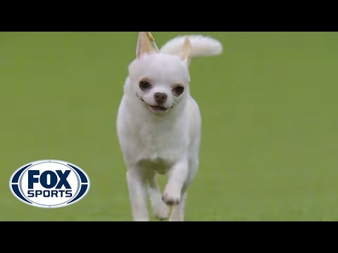 2,800 dogs, 202, breeds, one Best in Show | WESTMINSTER DOG SHOW (2018) | FOX SPORTS