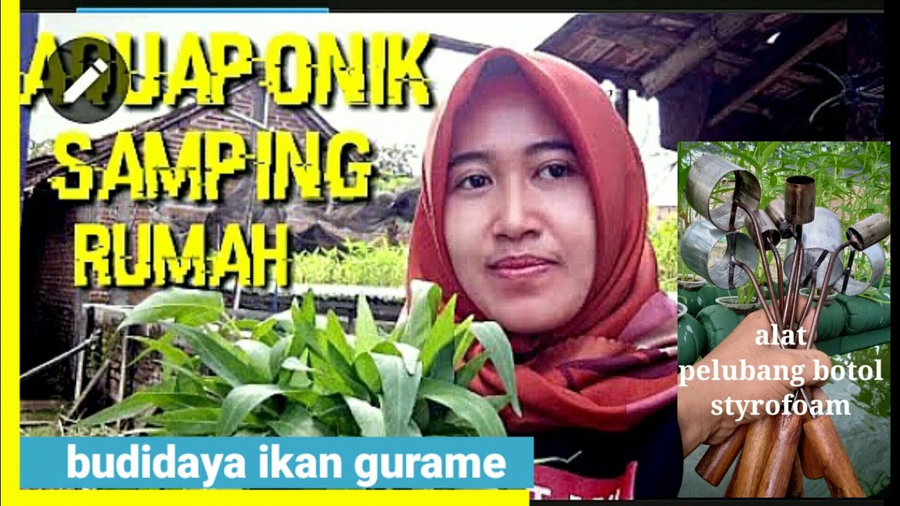 Cara membuat aquaponik-botol styrofoam-budidaya ikan gurame - YouTube