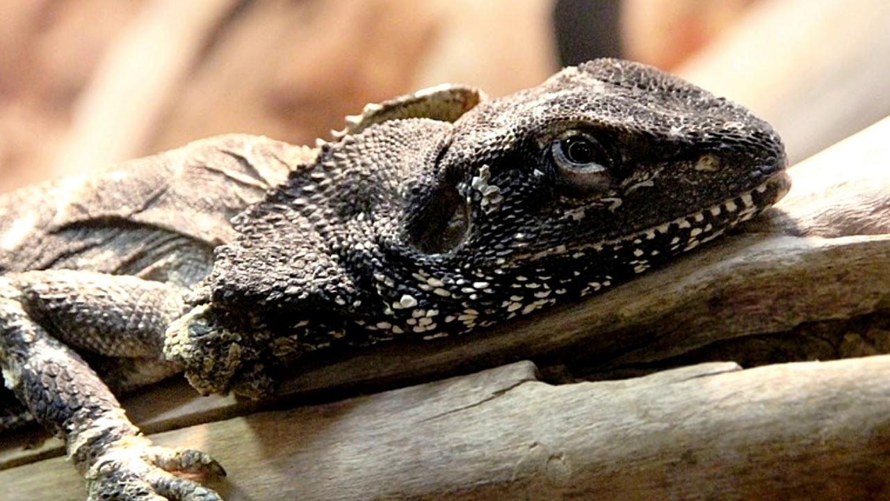The Most Conniving Facts About Frilled Lizards - YouTube
