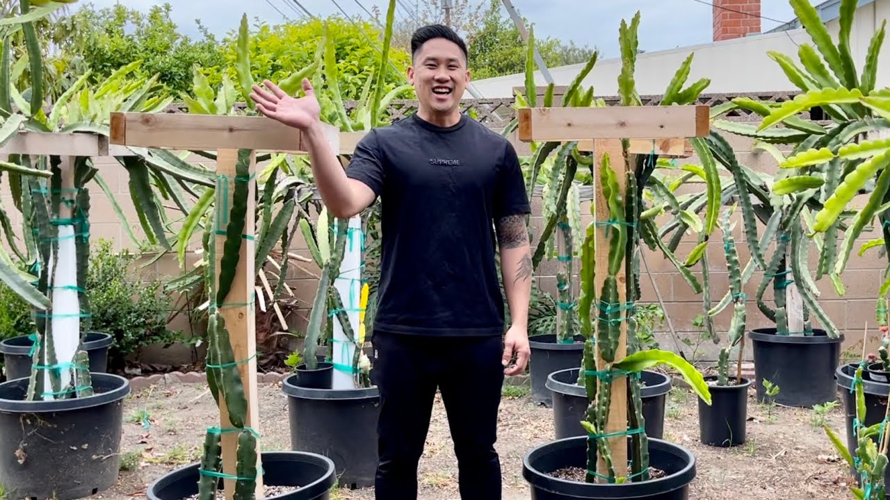 E3: How to Grow Dragon Fruit From Cutting to Fruit - YouTube