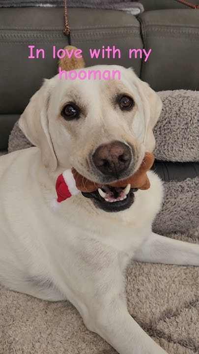 In love with my hooman #labrador #whitelab #labradorlove # ...