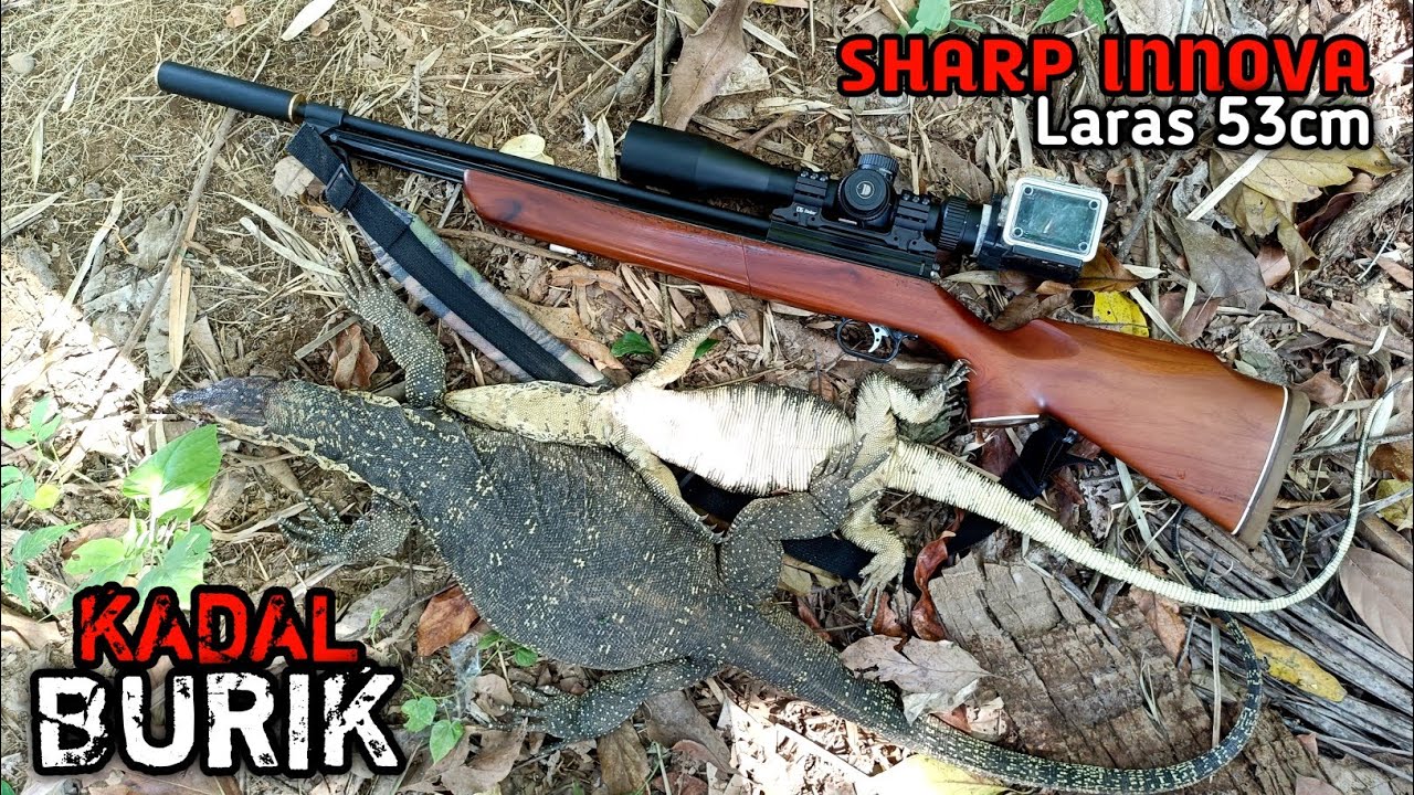 Mantap‼️ Berburu biawak pakai uklik Sharp Innova - YouTube