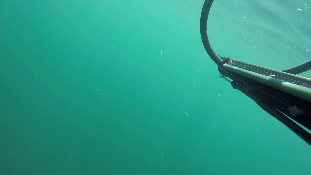 Платерина подводен риболов, устие река Ропотамо - Nice shot btw ! Ropotamo river - YouTube