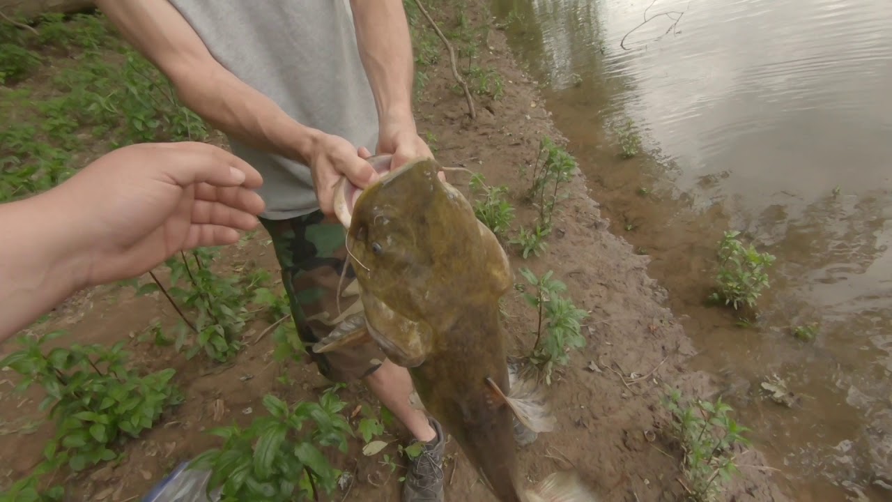 Flathead Catfishing on the Potomac River, Gopro footage - YouTube