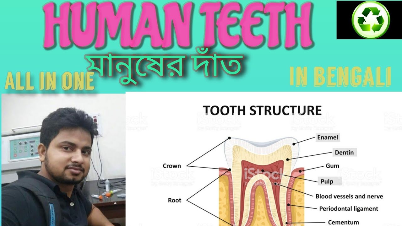 HUMAN TEETH A to Z in bengali ALL IN ONE.. - YouTube