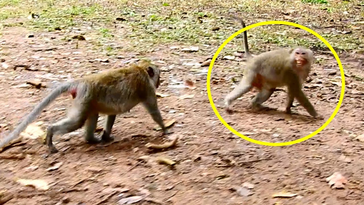OMG.. Jane Monkey Reaction Angry Anita Monkey Chase Attackin-g No Share ...